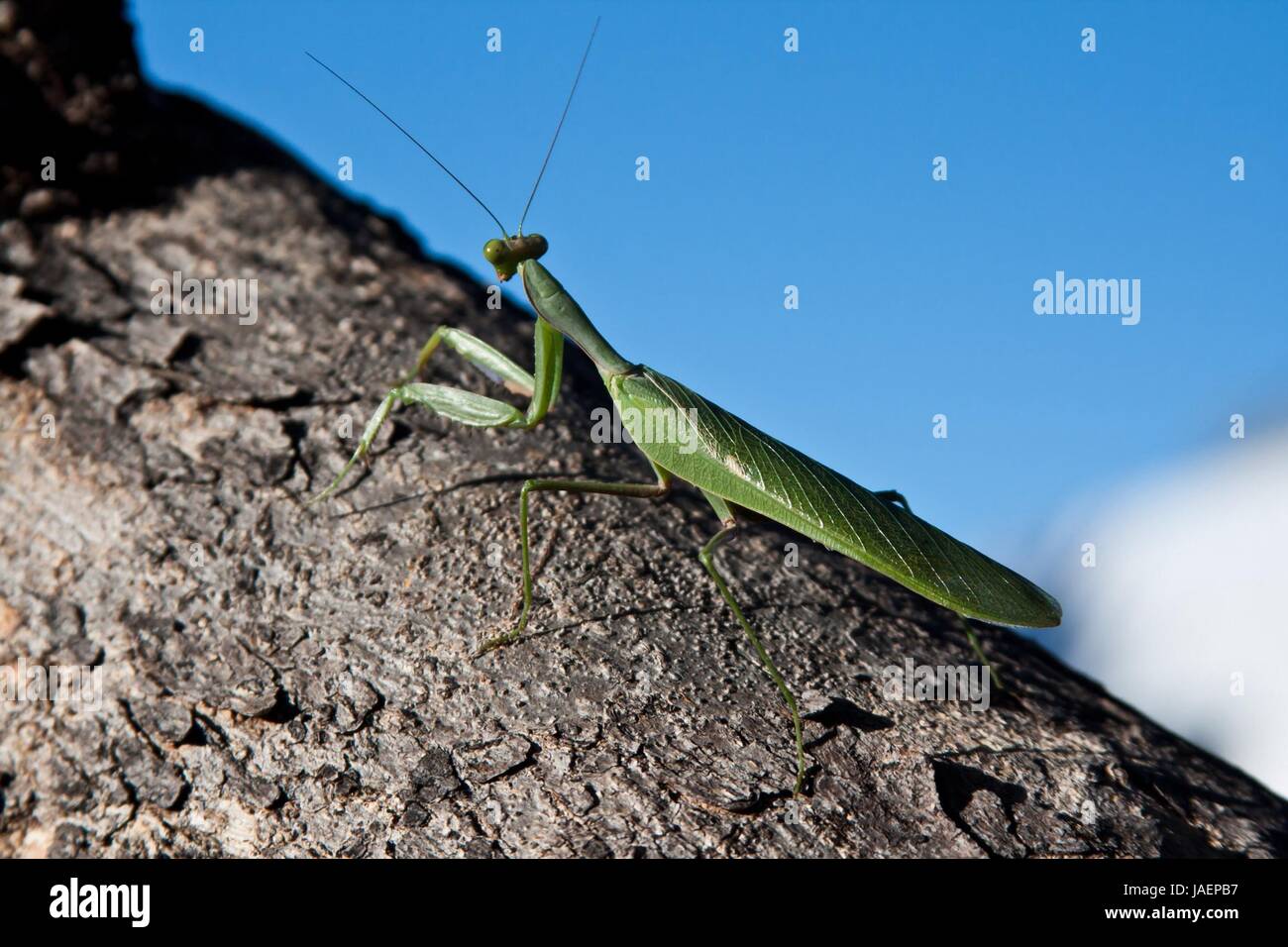 Africa beetle hi-res stock photography and images - Alamy