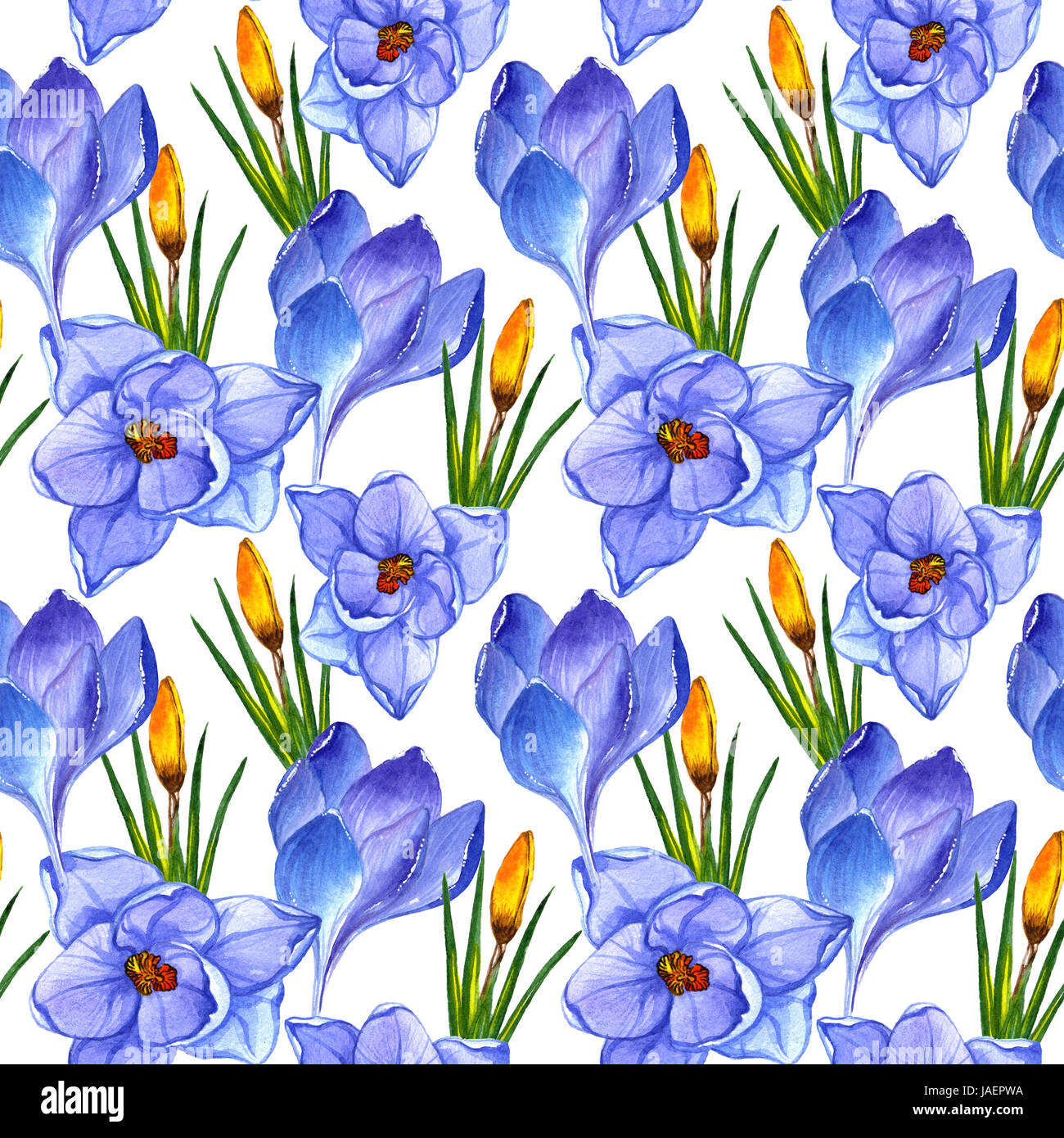 Wildflower crocuses flower pattern in a watercolor style isolated Stock ...