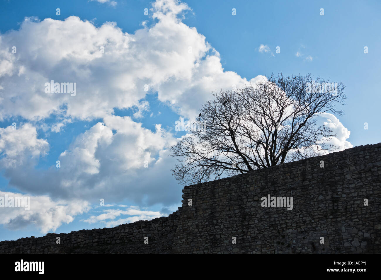 Tree inside historic fortress hi-res stock photography and images - Alamy