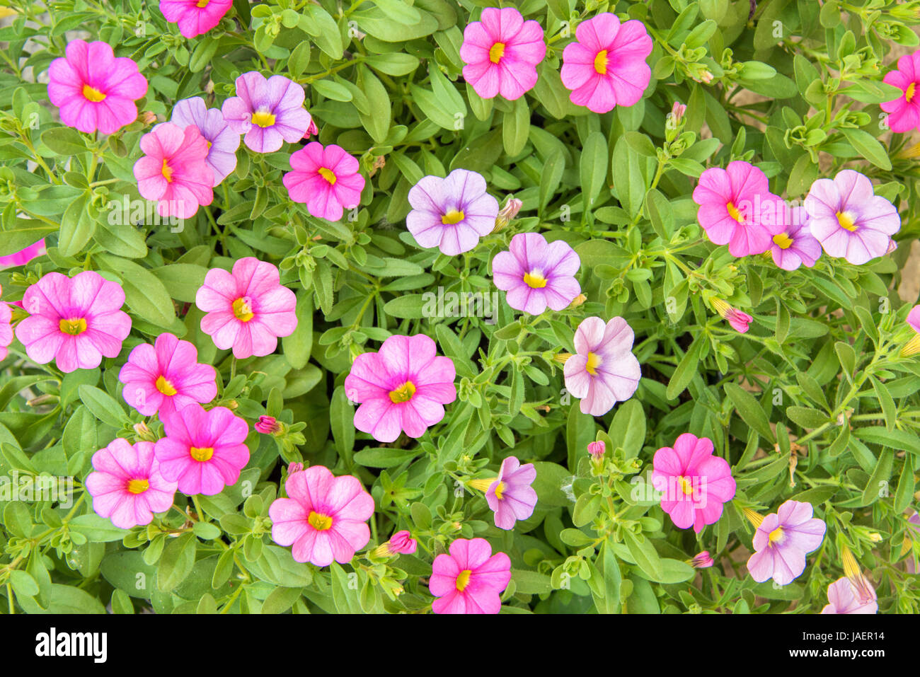 Colorful pink petunia flowers close up background in a garden in summer ...