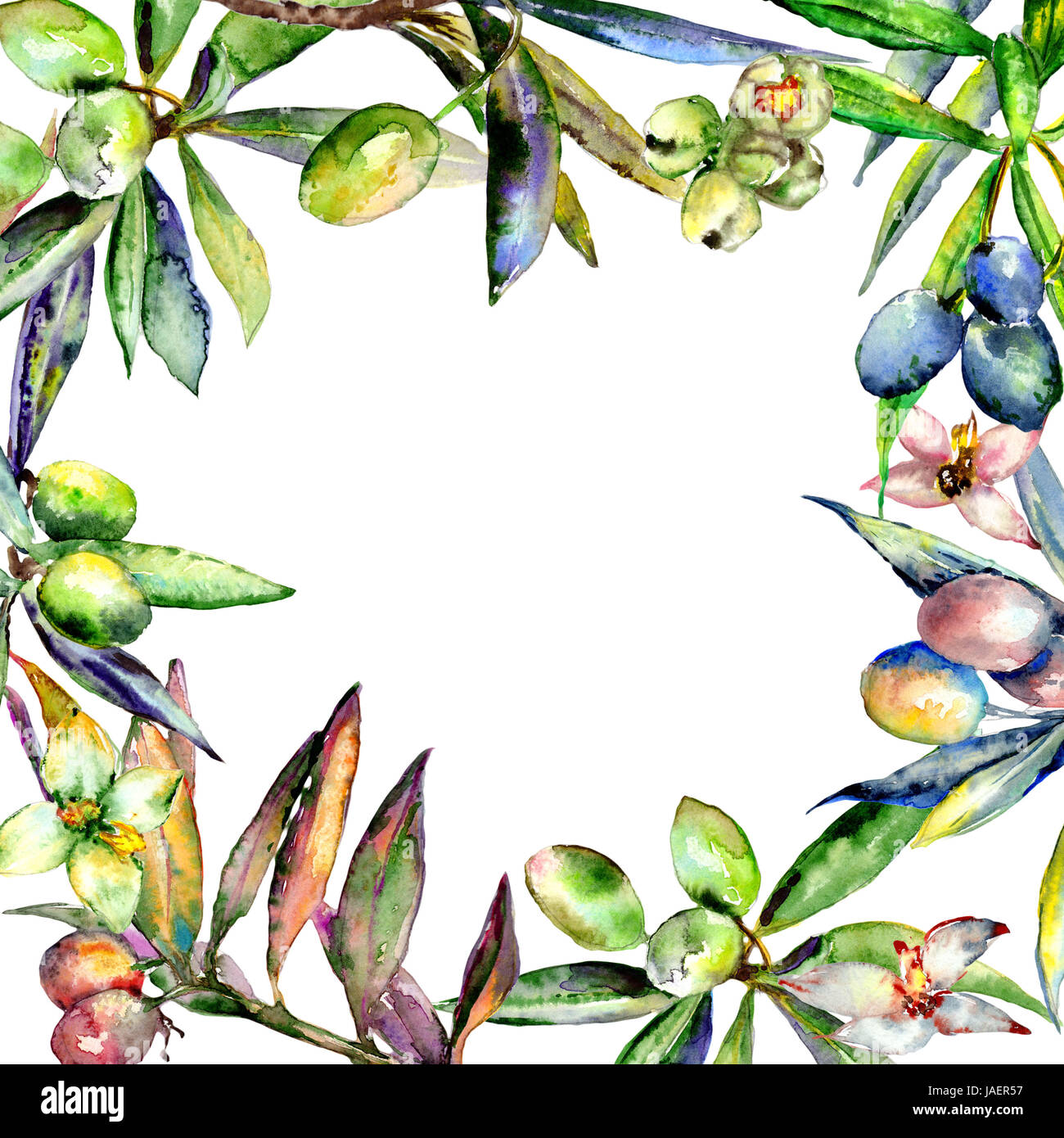 Olive tree frame in watercolor hi-res stock photography and images - Alamy