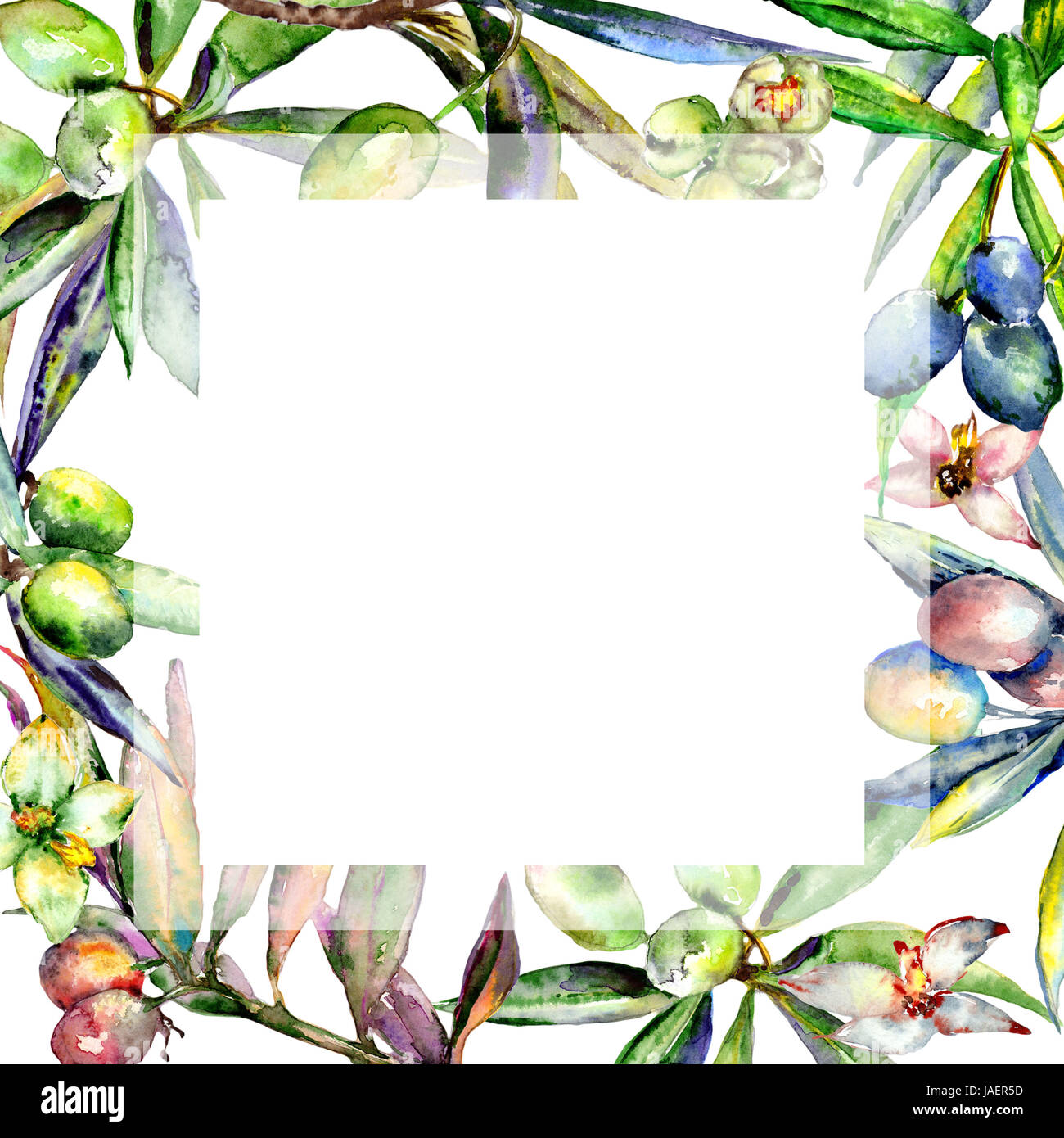Olive tree frame in watercolor hi-res stock photography and images - Alamy