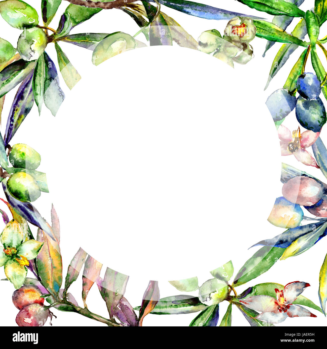 Olive tree frame in watercolor hi-res stock photography and images - Alamy
