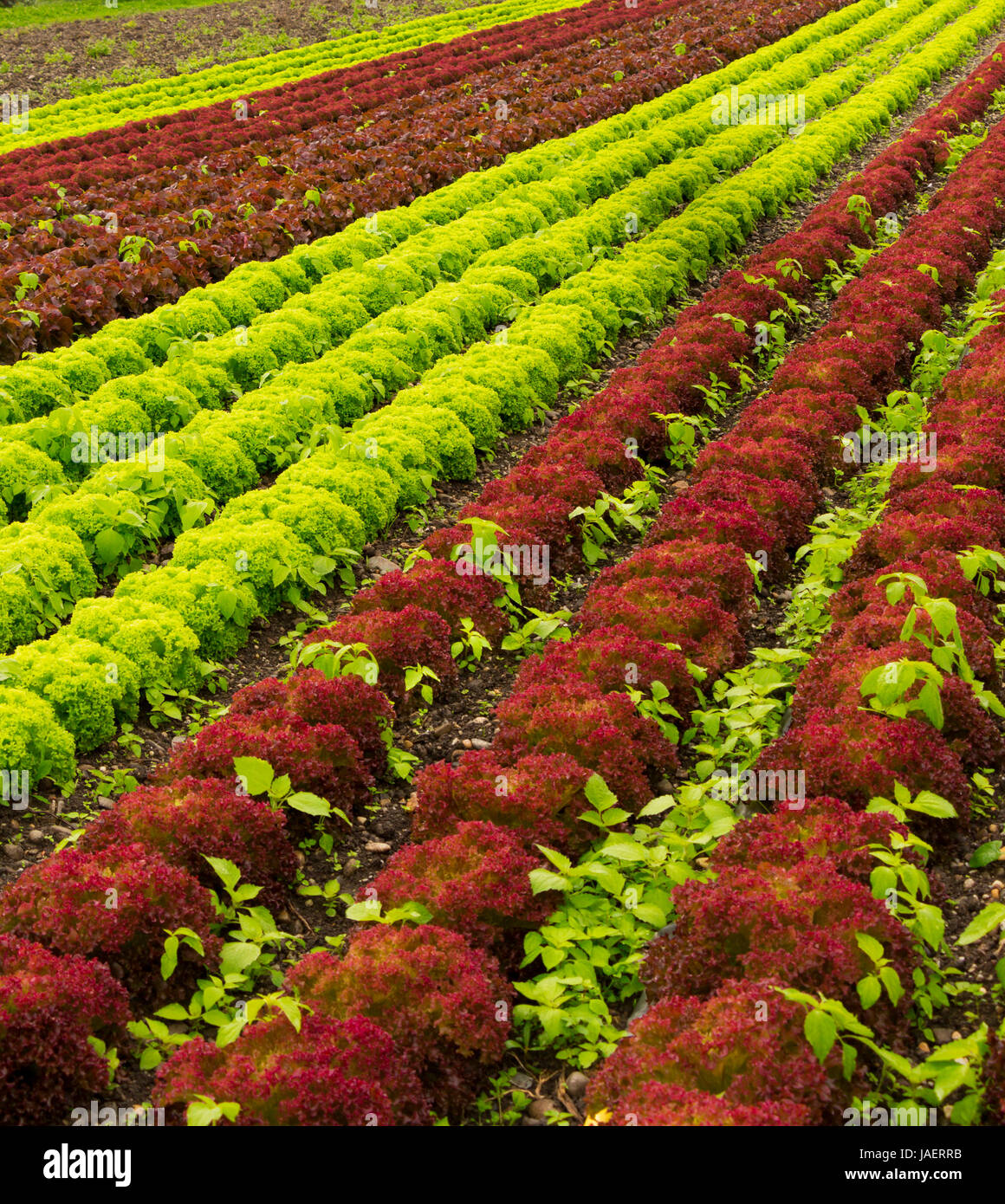 Red and green lettuce field in rural area Stock Photo - Alamy
