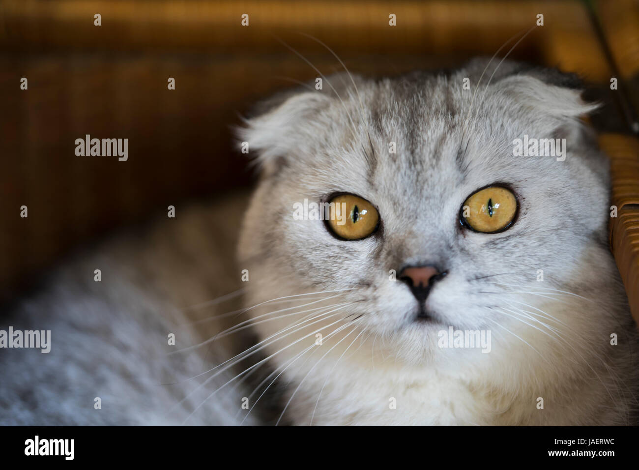 yellow eyes cat looking at the camera Stock Photo - Alamy