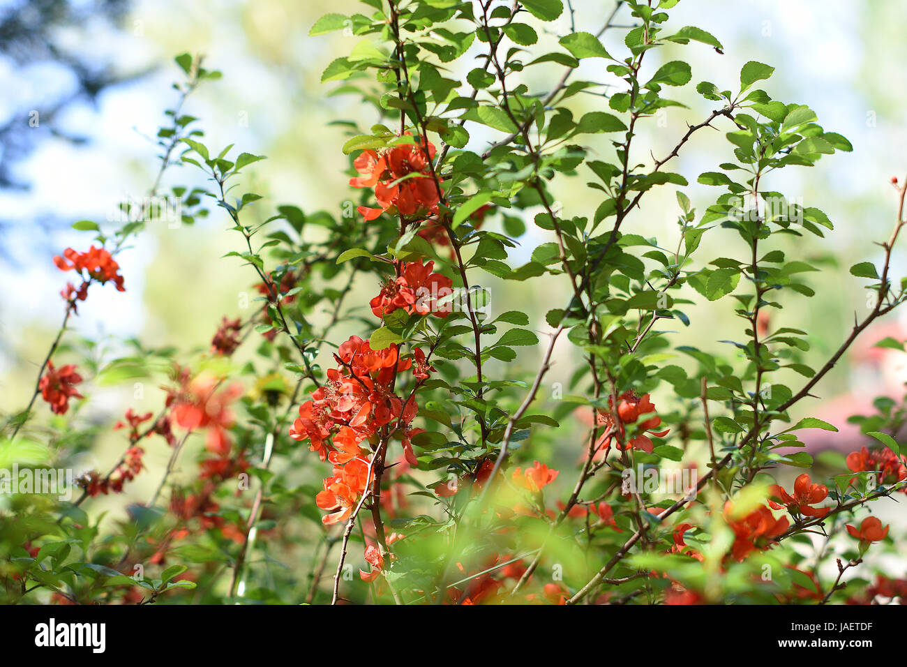 Red quince flowers on a blurry background. Small depth of focus causes ...