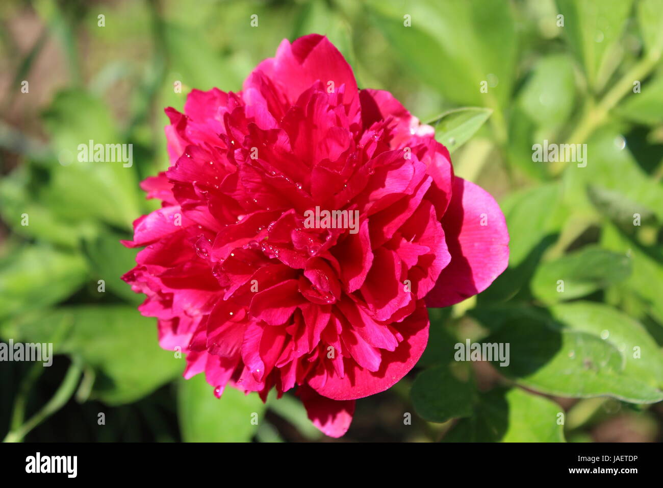 beautiful pink flower of peony in the garden Stock Photo - Alamy
