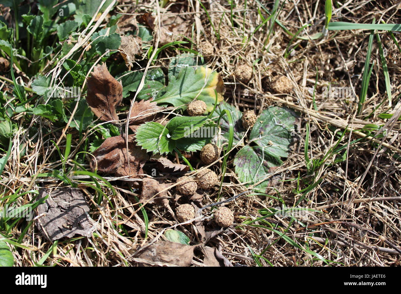 Gray hares hi-res stock photography and images - Alamy