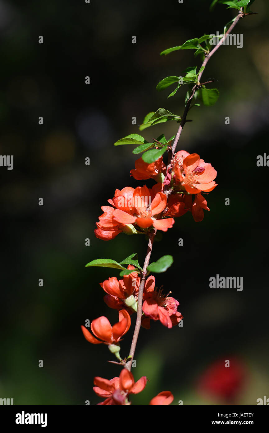 Red quince flowers on a blurry background. Small depth of focus causes ...