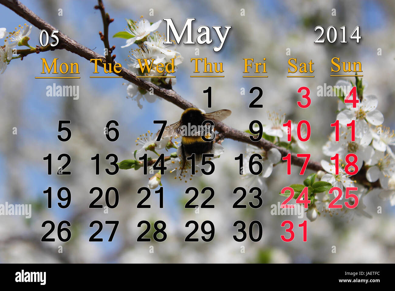 calendar for the May of 2014 year on the background of flying bumblebee ...