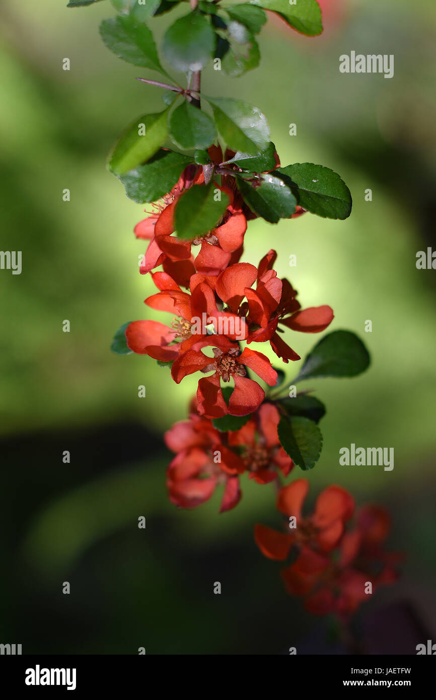 Red quince flowers on a blurry background. Small depth of focus causes ...