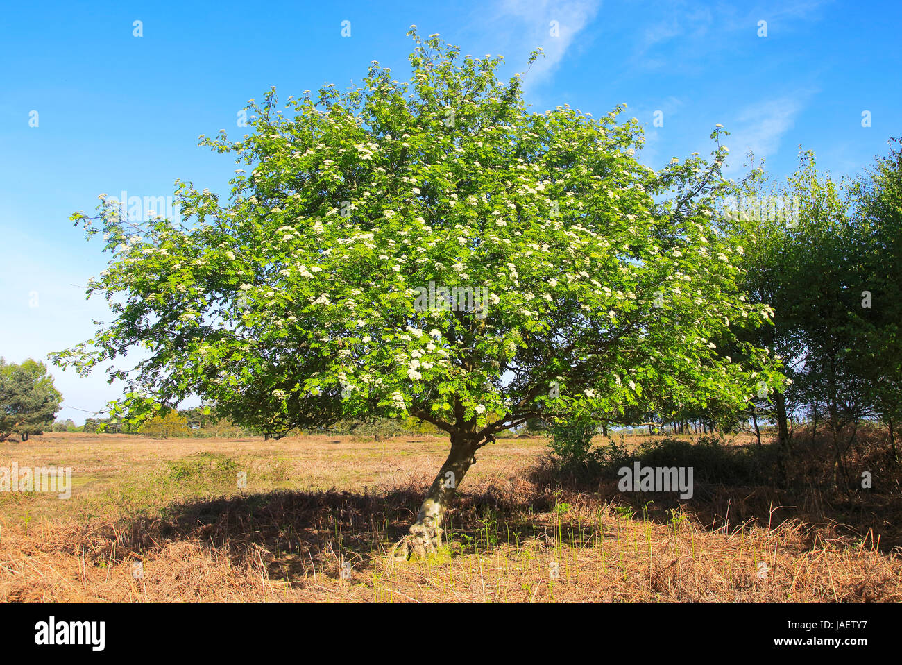 Rowan blossom uk hi-res stock photography and images - Alamy
