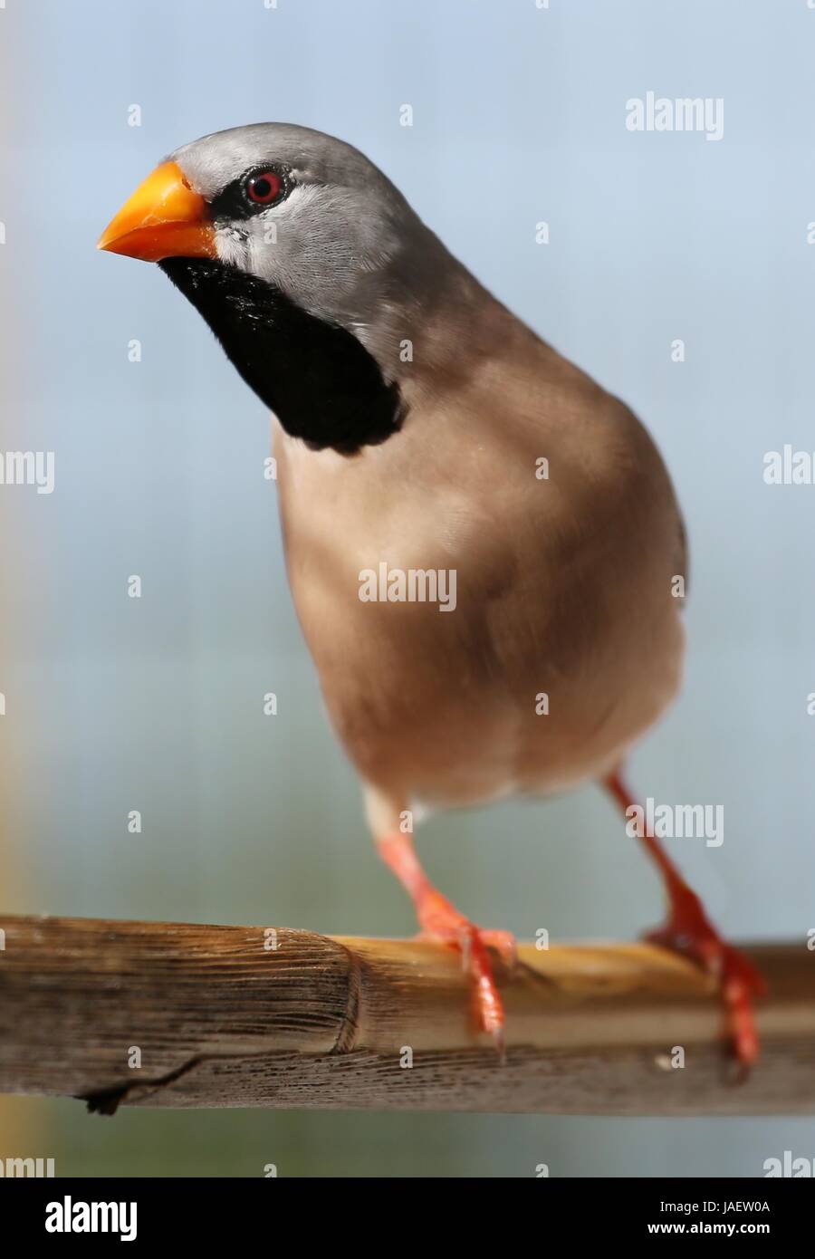 Shaft Tail Finch Cinnamon