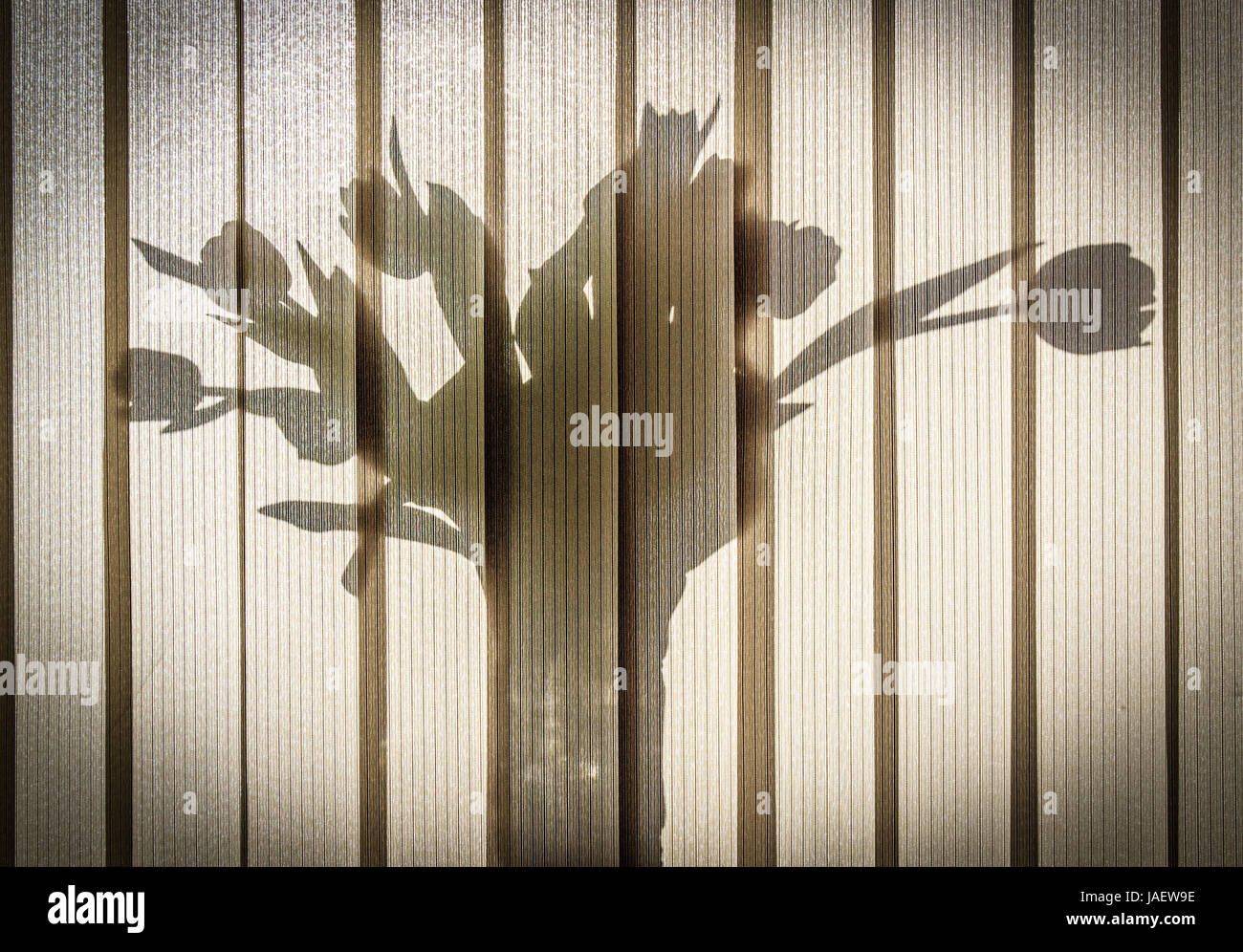 Shadow on the vertical blinds from the flowers on the windowsill Stock ...
