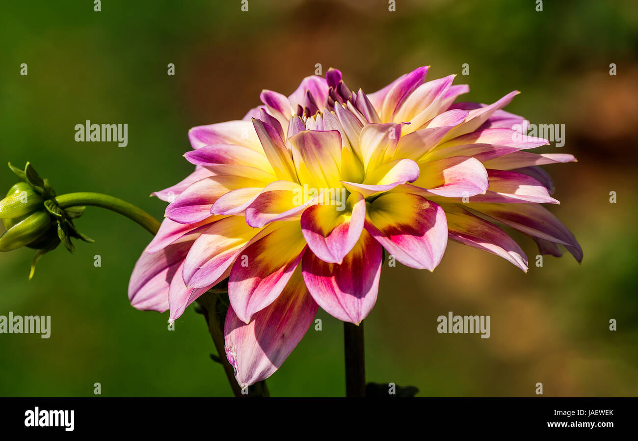 Closeup up of a beautiful colorful Dahlia Flower in a garden with ...