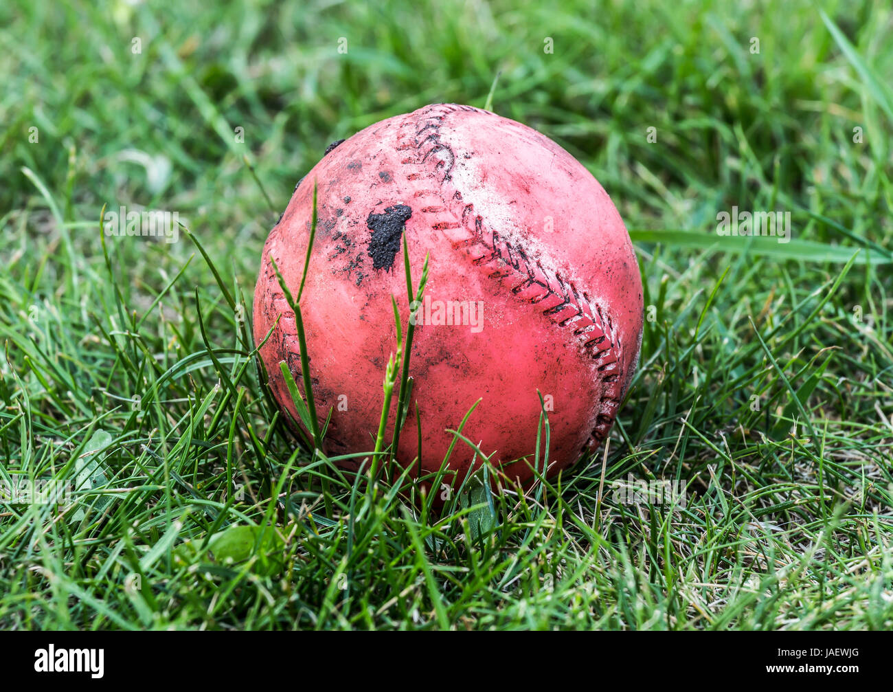 Dirty red ball lying on the green grass in the backyard Stock Photo - Alamy