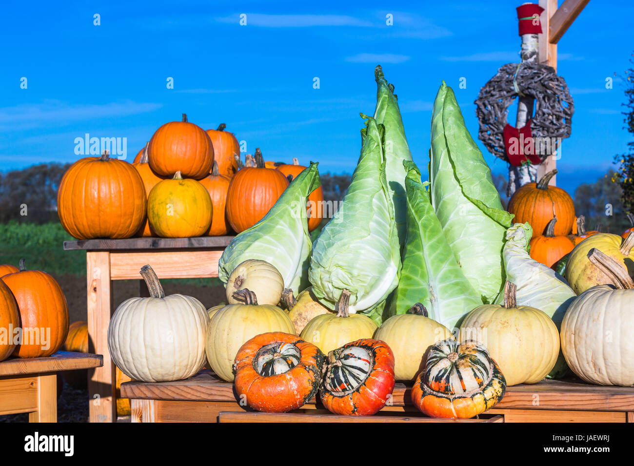 Spitzkraut High Resolution Stock Photography and Images - Alamy