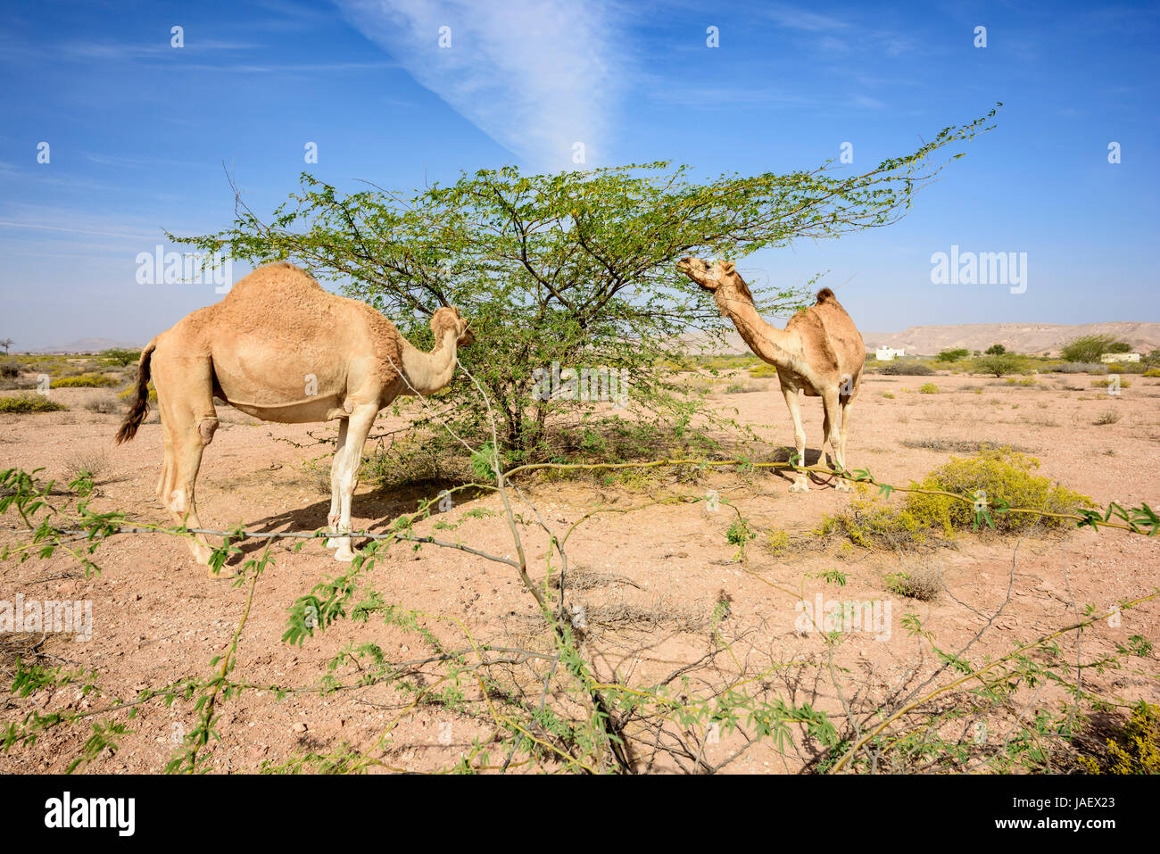 Camel safari gulf middle east hi-res stock photography and images - Alamy
