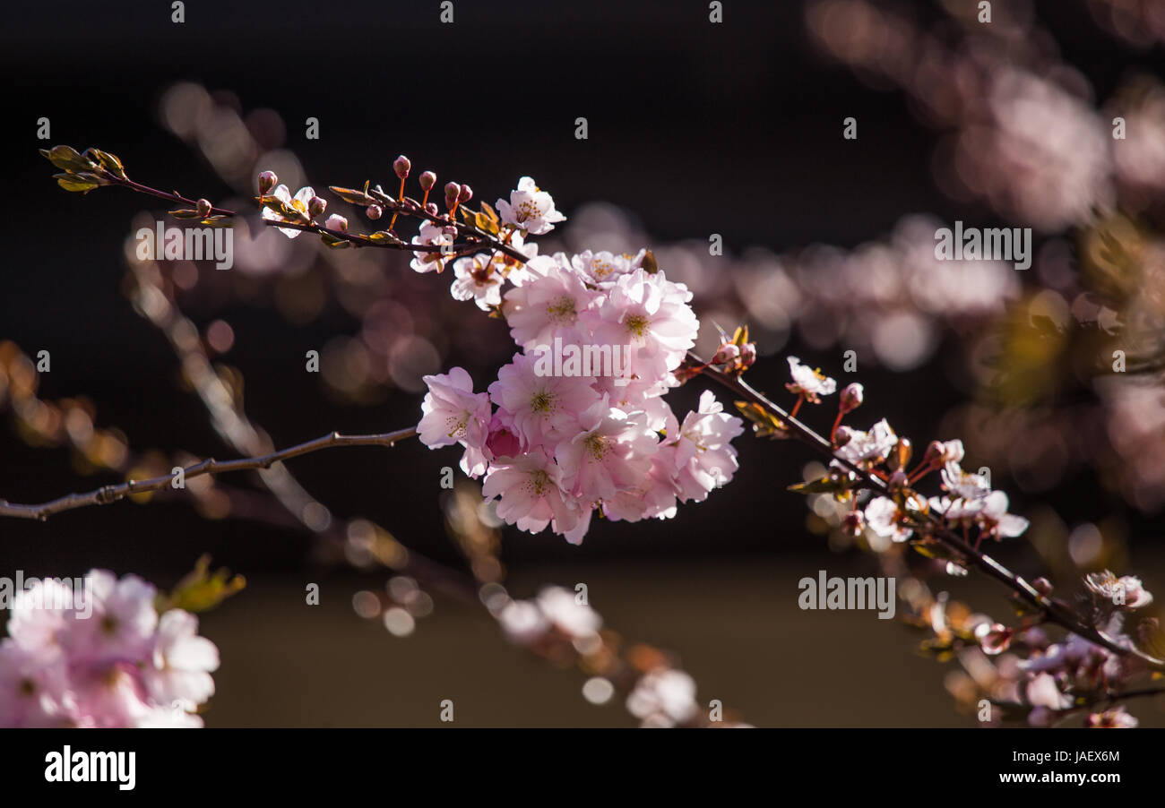 A beautiful blooming sakura blossom close-up in spring Stock Photo - Alamy