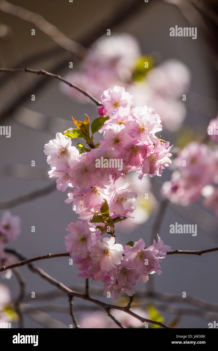 A beautiful blooming sakura blossom close-up in spring Stock Photo - Alamy