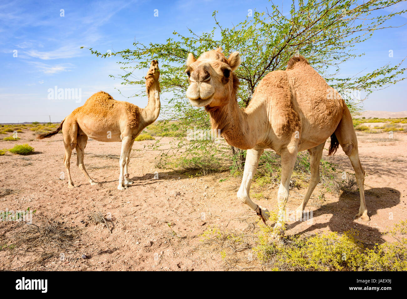 Camel eating acacia hi-res stock photography and images - Alamy