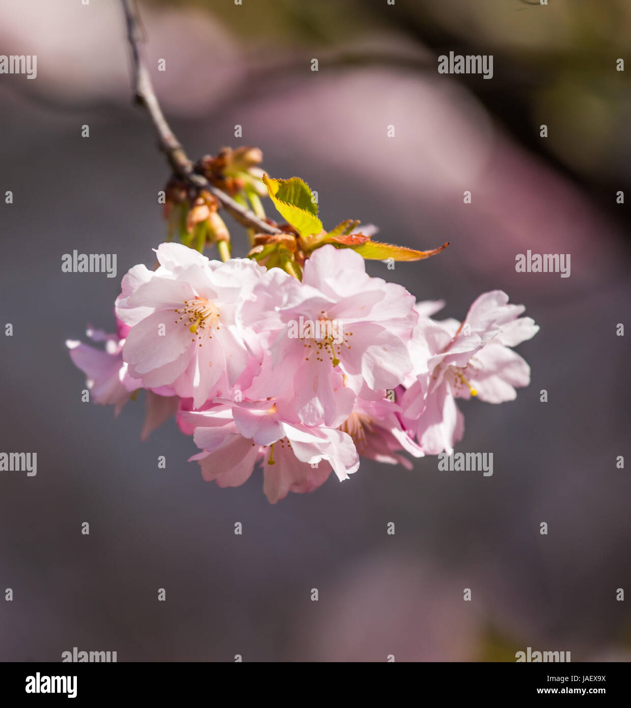 A beautiful blooming sakura blossom close-up in spring Stock Photo - Alamy