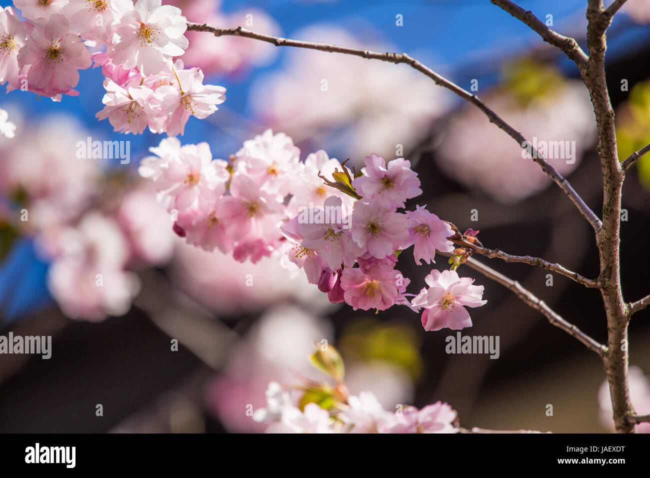 A beautiful blooming sakura blossom close-up in spring Stock Photo - Alamy
