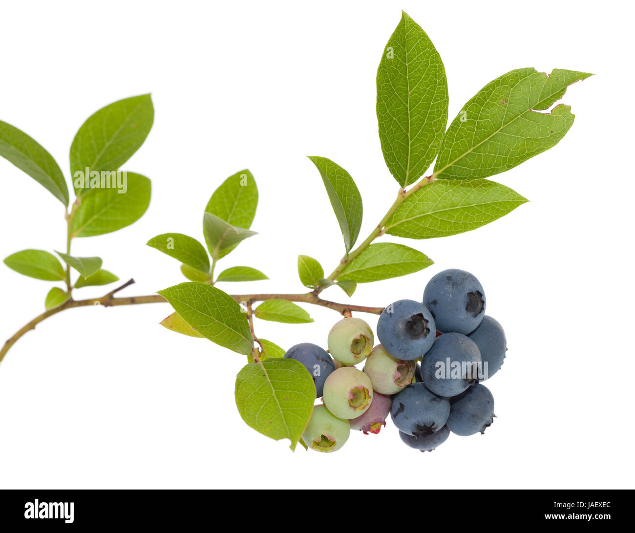 branch of ripe and unripe berry on white background Stock Photo - Alamy