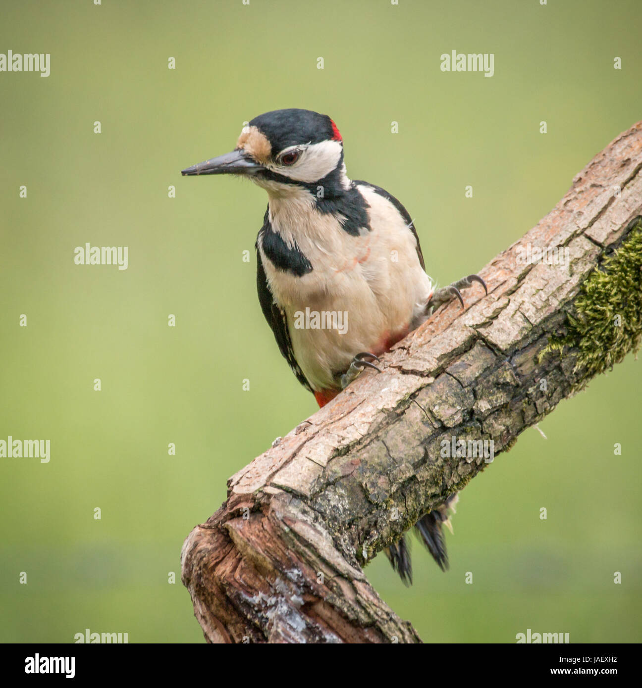 Clinging to tree hi-res stock photography and images - Alamy
