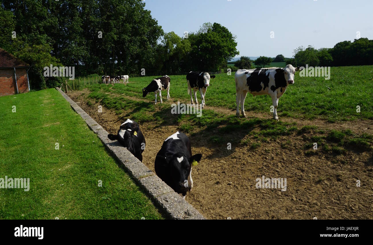 Calves in a field hi-res stock photography and images - Alamy