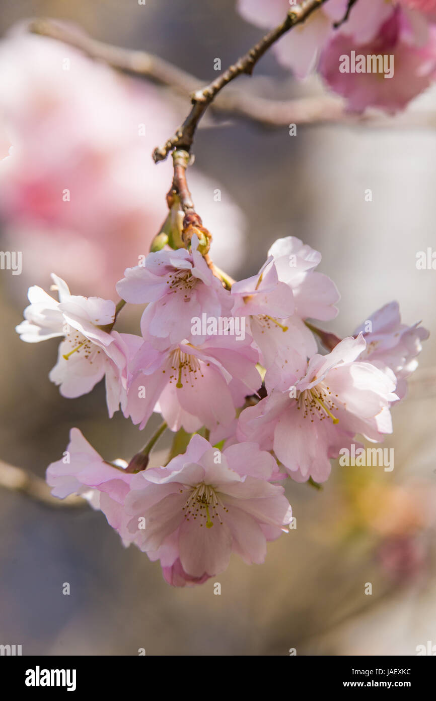 A beautiful blooming sakura blossom close-up in spring Stock Photo - Alamy