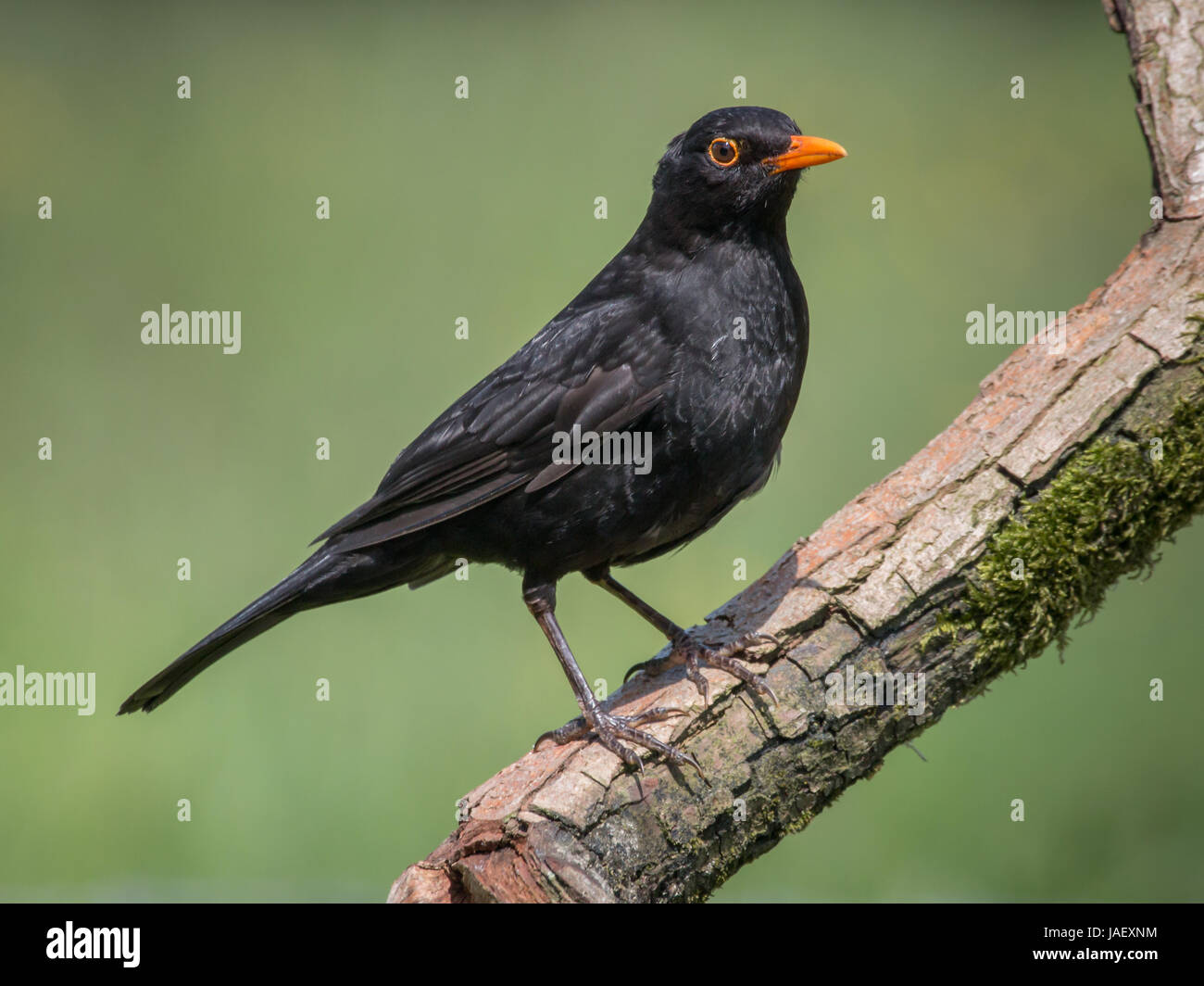 Blackbird on branch hi-res stock photography and images - Alamy