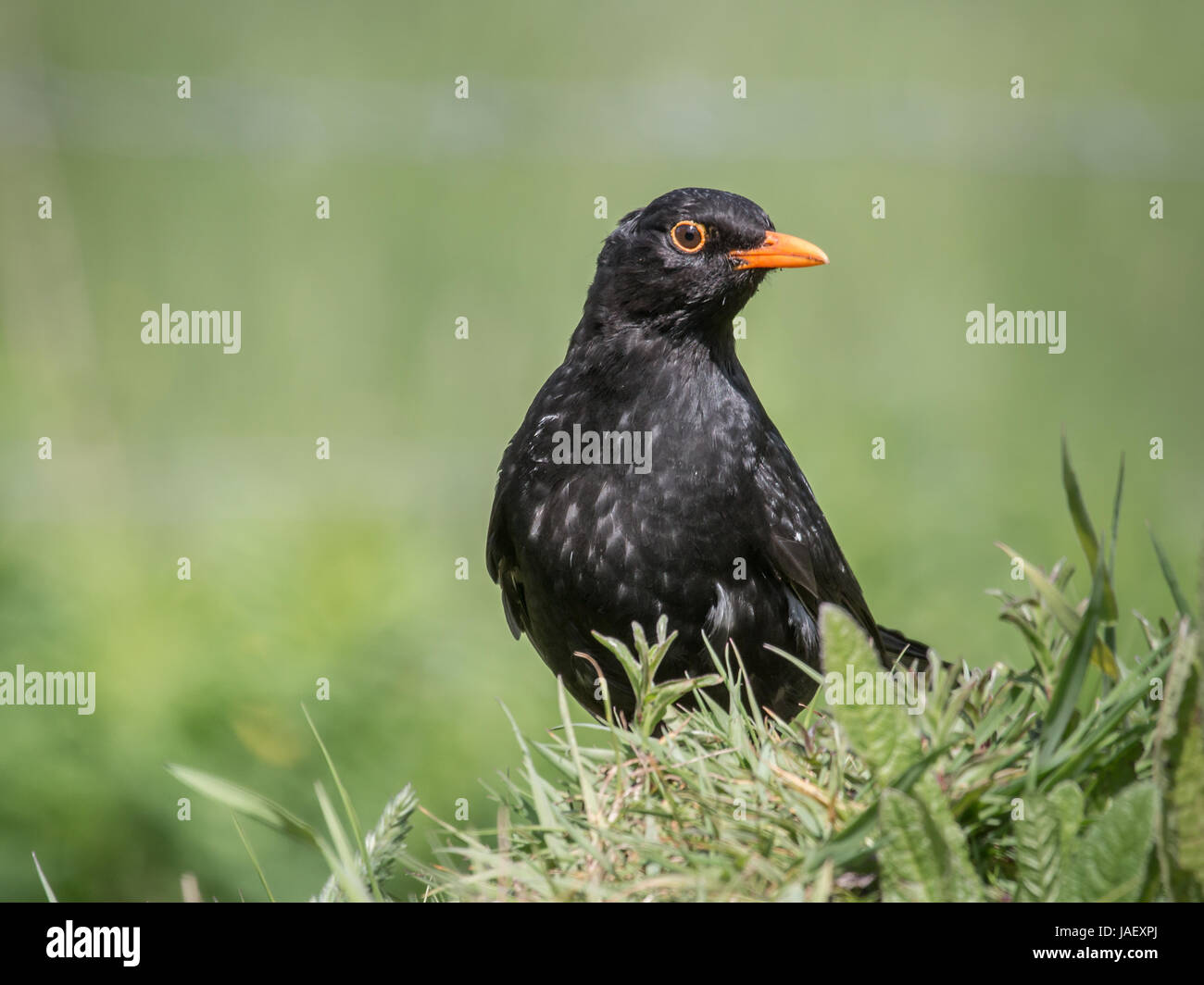 Male blackbird hi-res stock photography and images - Alamy