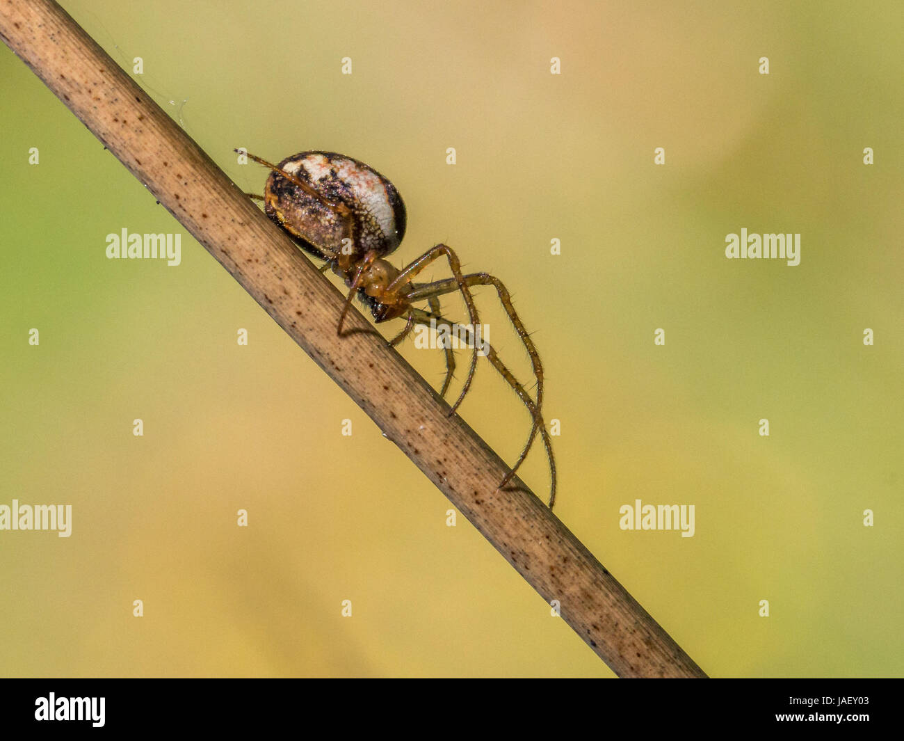 Small orb weaver spider on grass stem waiting for prey Stock Photo - Alamy