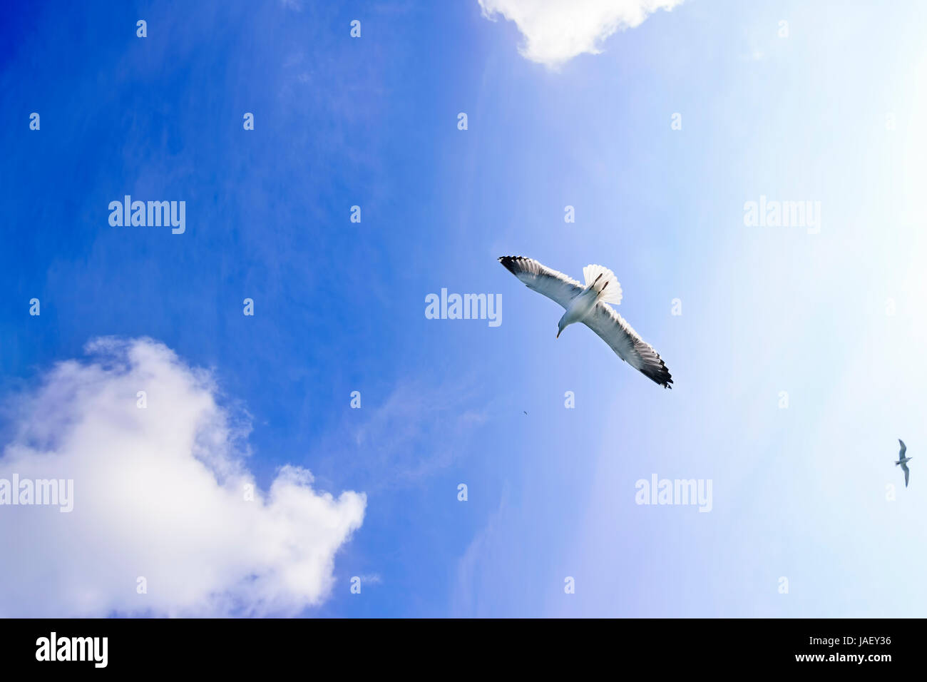 Blue bird flying free freedom hi-res stock photography and images - Alamy