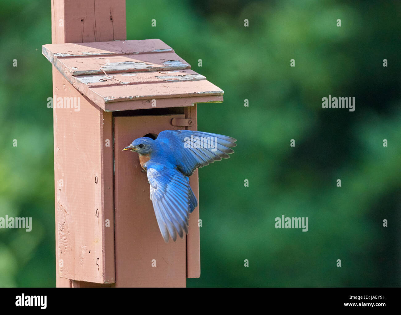 Eastern bluebird new york hi-res stock photography and images - Alamy