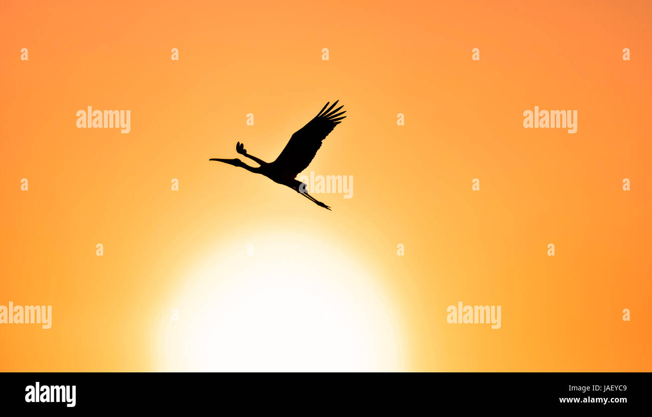 Stork flying silhouette hi-res stock photography and images - Alamy