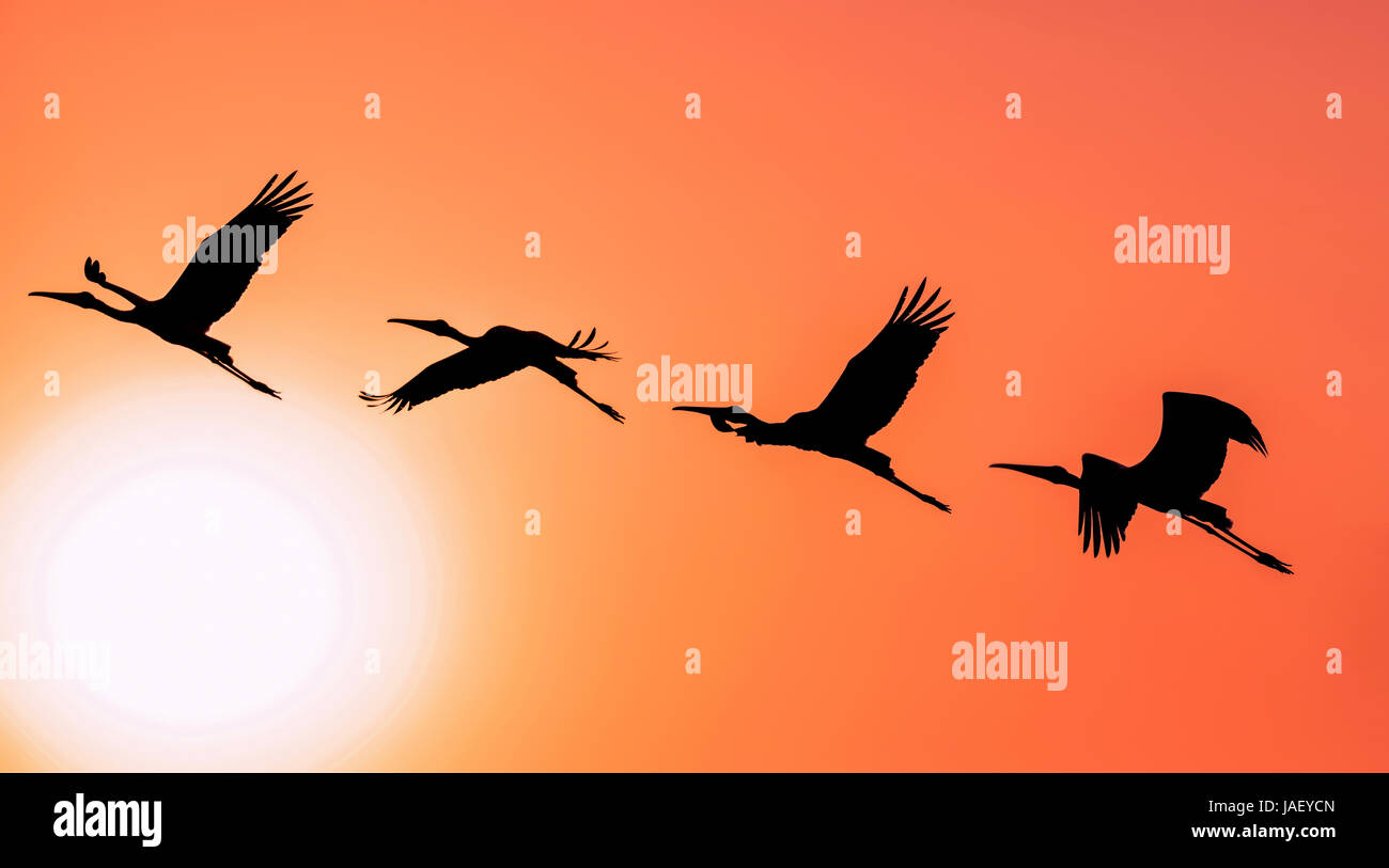 Panoramic Silhouette of Painted Stork flying against the setting Sun in ...