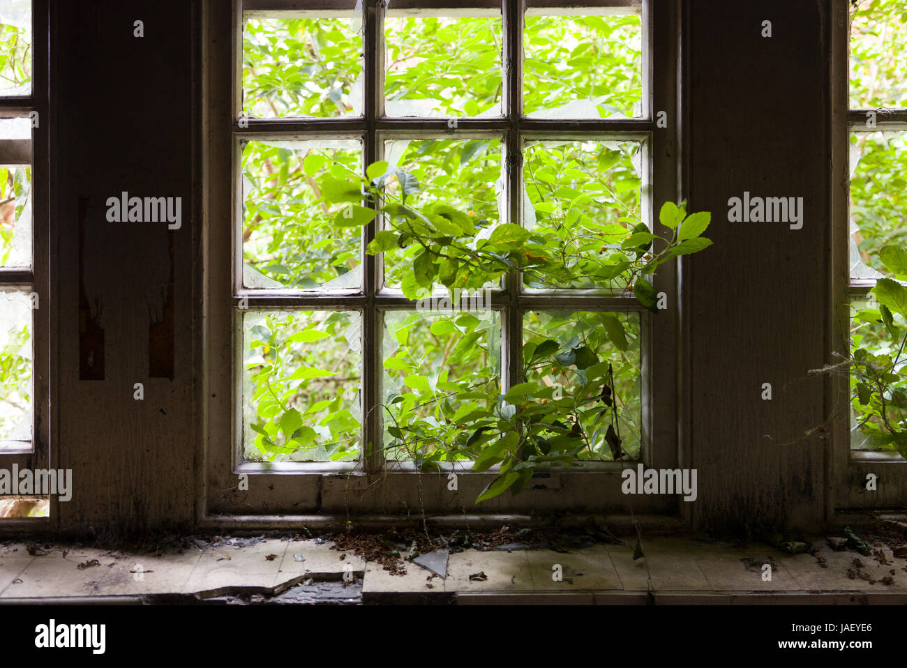 Sunlight coming through glass window hi-res stock photography and ...