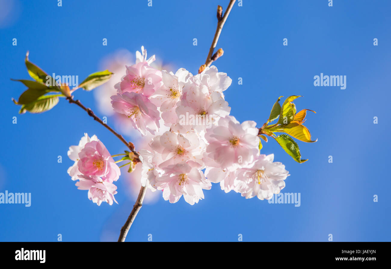 A beautiful blooming sakura blossom close-up on a blue sky background ...