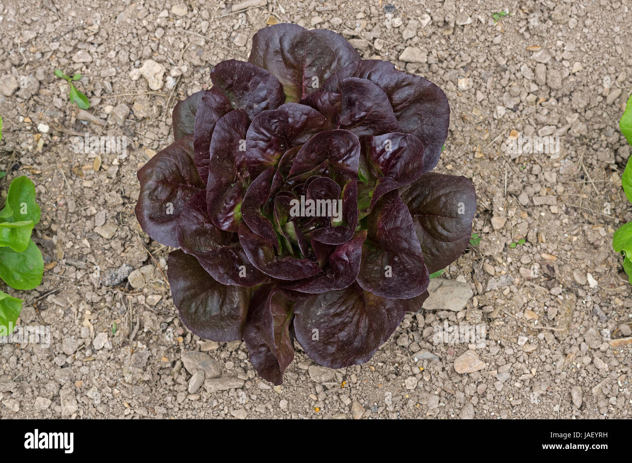 Red lettuce in the springtime garden. Lettuce is an annual plant of the ...