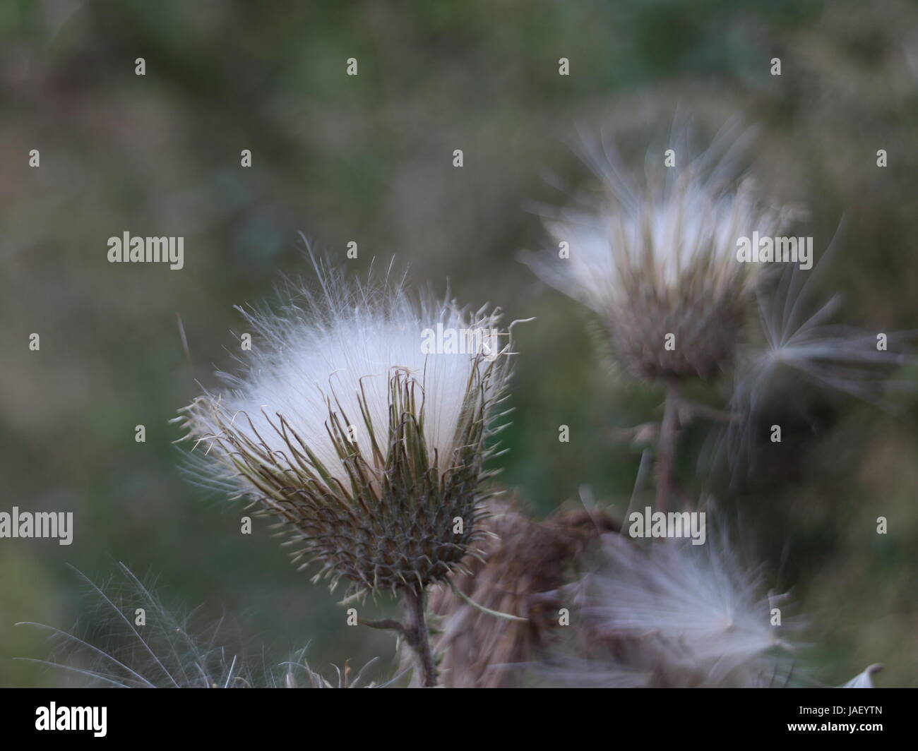 Samen wachstum hi-res stock photography and images - Alamy