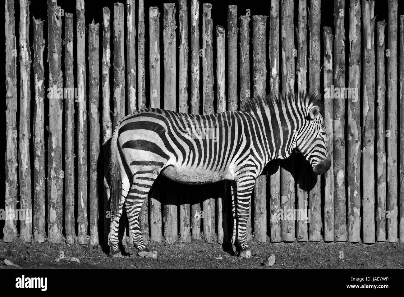 Zebra wildtiere hi-res stock photography and images - Alamy