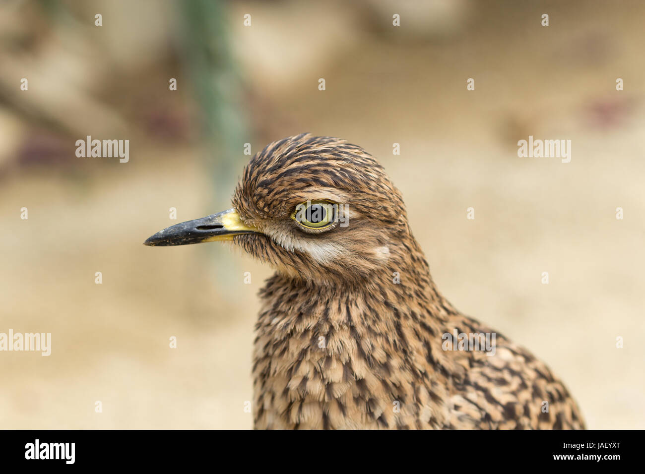 roadrunner has an eye on us Stock Photo - Alamy