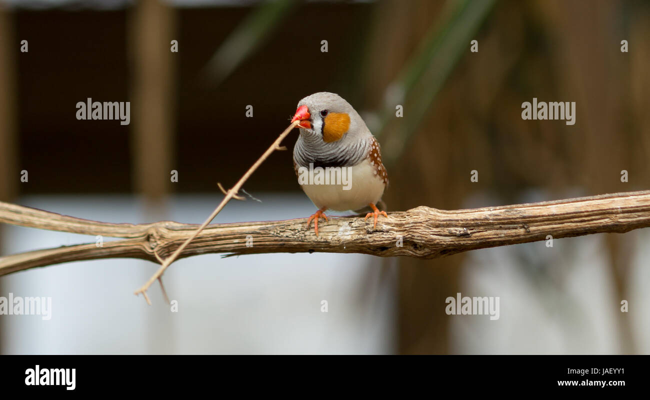 colorful finch nest building Stock Photo - Alamy