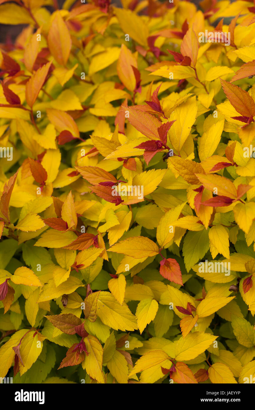 Spiraea Magic Carpet Flowering Shrub Stock Photo - Alamy