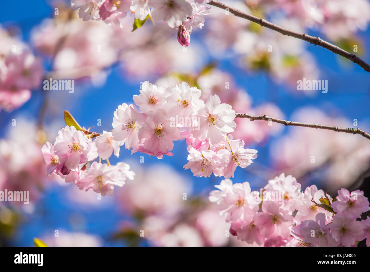A beautiful blooming sakura blossom close-up on a blue sky background ...