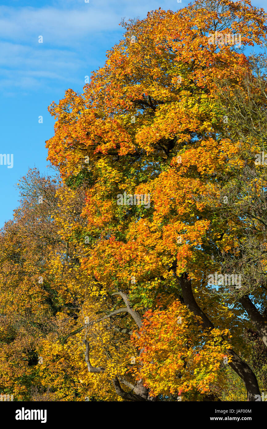 Ahornbaum mit Herbstfärbung Stock Photo - Alamy