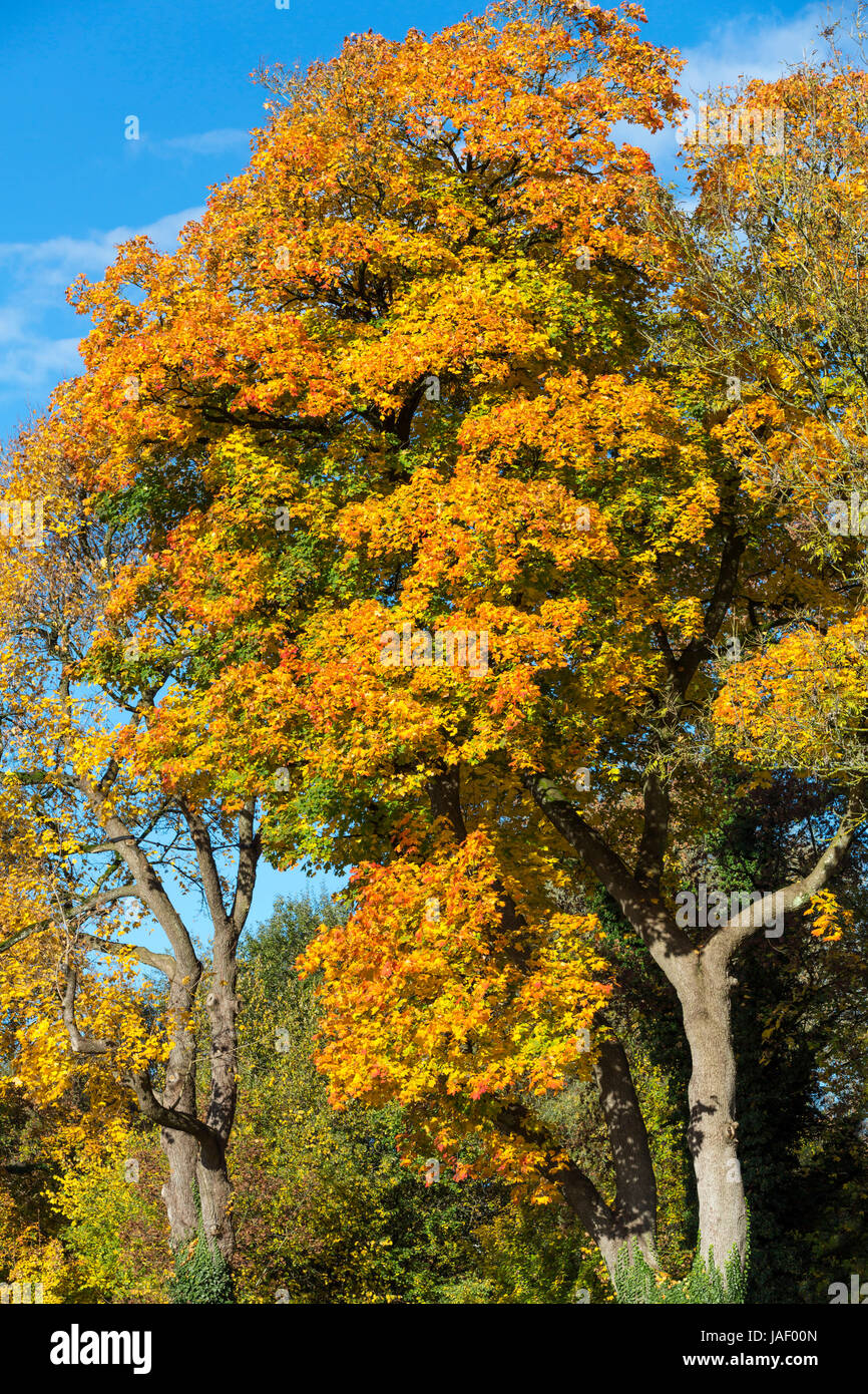 Ahornbaum mit Herbstfärbung Stock Photo - Alamy