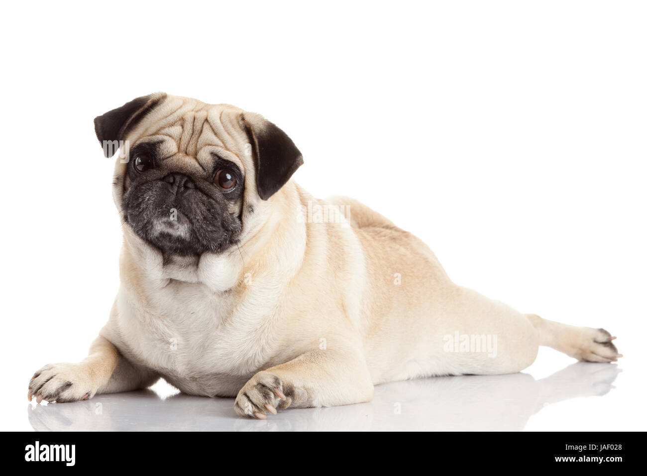 pug dog isolated on a white background Stock Photo - Alamy